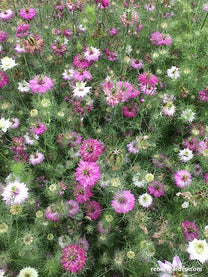 'Mulberry Rose Nigella' Love in a Mist – Renee's Garden