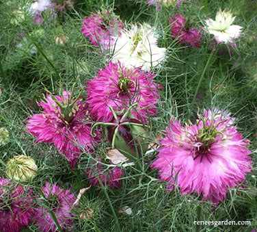 'Mulberry Rose Nigella' Love in a Mist | Renee's Garden Seeds