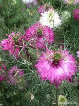 'Mulberry Rose Nigella' Love in a Mist – Renee's Garden