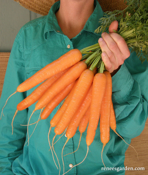 'Rotild' Snacking Carrots | Renee's Garden Seeds