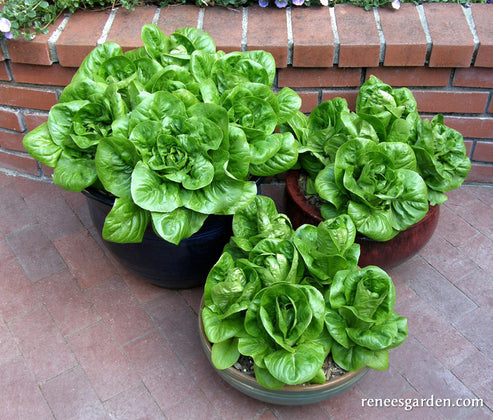 'Jade Gem' Heirloom Container Lettuce – Renee's Garden