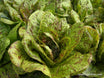 'Flashy Trout Back' Heirloom Cutting Lettuce – Renee's Garden