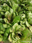 'Flashy Trout Back' Heirloom Cutting Lettuce – Renee's Garden