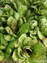 Vegetables – tagged "Lettuce" – Renee's Garden