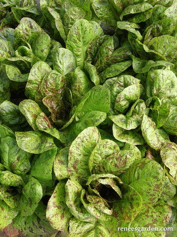 Vegetables – tagged "Lettuce" – Renee's Garden