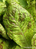 'Flashy Trout Back' Heirloom Cutting Lettuce – Renee's Garden
