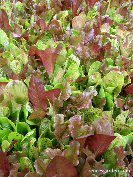 'Five Variety Blend' Heirloom Mesclun Lettuces | Renee's Garden Seeds
