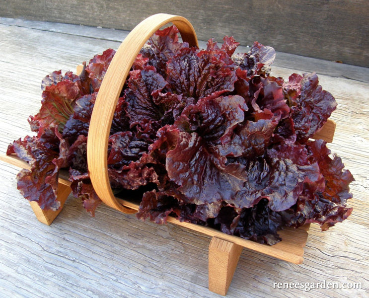 'Redina' French Red Leaf Lettuce | Renee's Garden Seeds