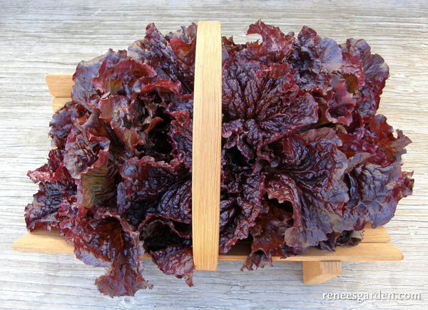 'Redina' French Red Leaf Lettuce | Renee's Garden Seeds