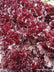 'Redina' French Red Leaf Lettuce – Renee's Garden