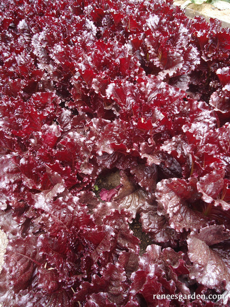 'Redina' French Red Leaf Lettuce | Renee's Garden Seeds