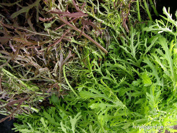 'Ruby & Emerald Streaks' Colorful Salad Mustards | Renee's Garden Seeds