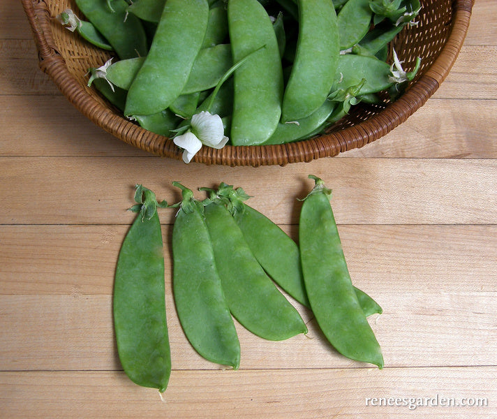 'Oregon Sugar Pod II' Snow Peas – Renee's Garden