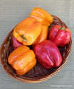 'Orange Sun & Jupiter' Sweet Bell Peppers – Renee's Garden