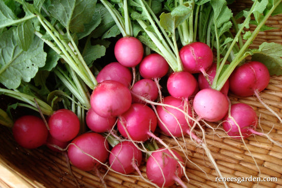 'Pink Beauty' Heirloom Radishes – Renee's Garden