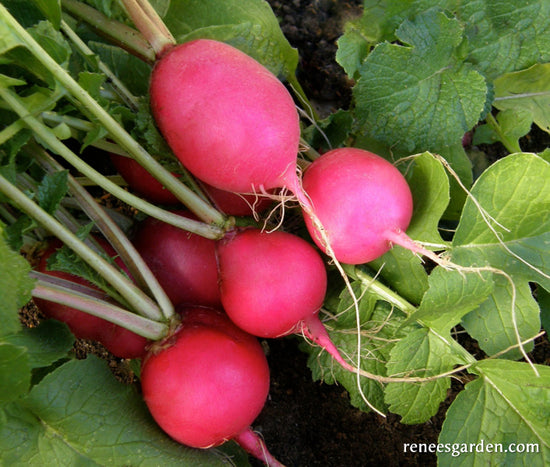 'Pink Beauty' Heirloom Radishes – Renee's Garden