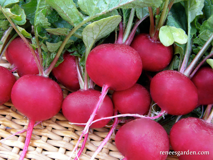 'Red Planet' Radishes – Renee's Garden