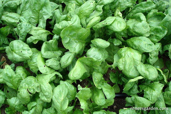 'Regiment' Baby Salad Spinach | Renee's Garden Seeds
