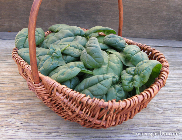 'Regiment' Baby Salad Spinach | Renee's Garden Seeds