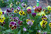 'Victorian Posy' Heirloom Pansies – Renee's Garden