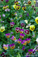 'Victorian Posy' Heirloom Pansies – Renee's Garden