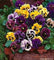 'Victorian Posy' Heirloom Pansies – Renee's Garden