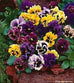 'Victorian Posy' Heirloom Pansies – Renee's Garden