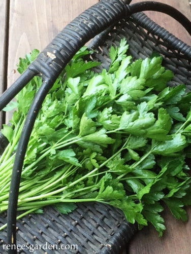 'Italian “Gigante” Parsley' Kitchen Herbs | Renee's Garden Seeds