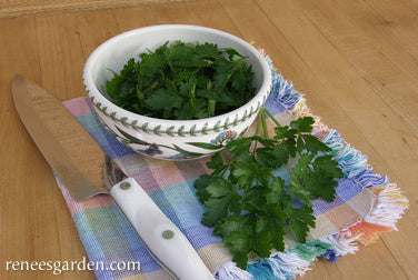 'Italian “Gigante” Parsley' Kitchen Herbs | Renee's Garden Seeds