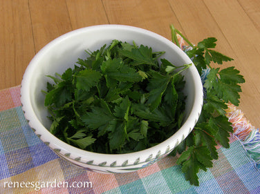 'Italian “Gigante” Parsley' Kitchen Herbs | Renee's Garden Seeds