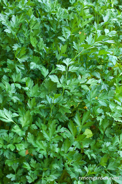 'Italian “Gigante” Parsley' Kitchen Herbs | Renee's Garden Seeds