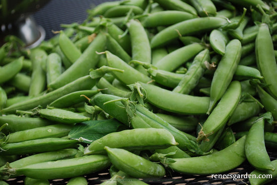 'Sabre' Shelling Peas – Renee's Garden