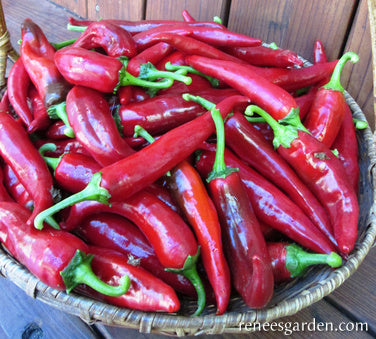 'Hungarian Magyar' Paprika Pepper – Renee's Garden
