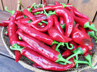 'Hungarian Magyar' Paprika Pepper – Renee's Garden
