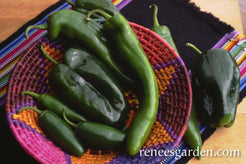 'Southwestern Chile Trio' Chile Peppers – Renee's Garden
