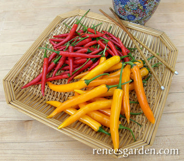 'Full Moon & Vesuvius' True Thai Chiles | Renee's Garden Seeds
