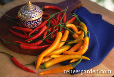 'Full Moon & Vesuvius' True Thai Chiles | Renee's Garden Seeds