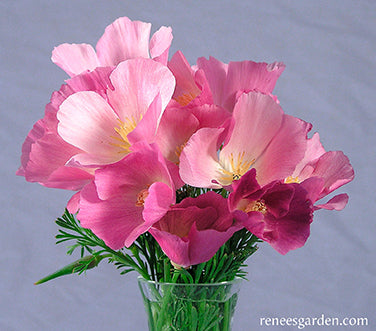 'Dusky Rose' California Poppies | Renee's Garden Seeds