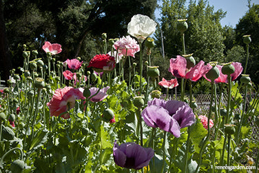 'French Flounce' Heirloom Carnation Poppies | Renee's Garden Seeds