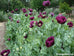 'Lauren’s Dark Grape' Heirloom Poppies – Renee's Garden
