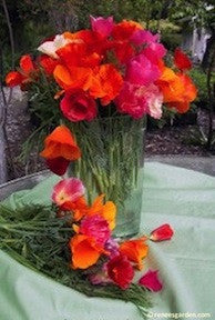 'Tropical Sunset' California Poppies | Renee's Garden Seeds