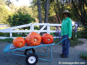 'Wyatt's Wonder' Giant Pumpkins | Renee's Garden Seeds
