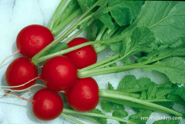 'Crimson Crunch' Round Red Radishes | Renee's Garden Seeds