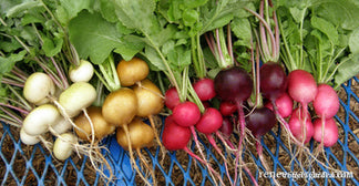 'Garden Party' Five Color Radish Mix – Renee's Garden