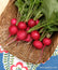 'German Giant' Heirloom Radishes – Renee's Garden