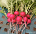'German Giant' Heirloom Radishes – Renee's Garden