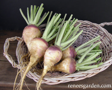 'Improved Helenor' Classic Rutabaga | Renee's Garden Seeds