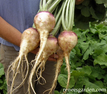 'Improved Helenor' Classic Rutabaga | Renee's Garden Seeds