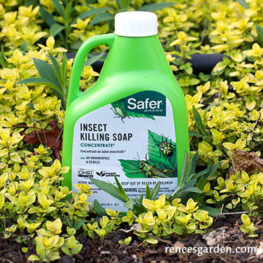 Nontoxic Safer Insect Killing Soap | Renee's Garden Seeds