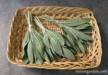 'Italian Aromatic Sage' Heirloom Herbs | Renee's Garden Seeds